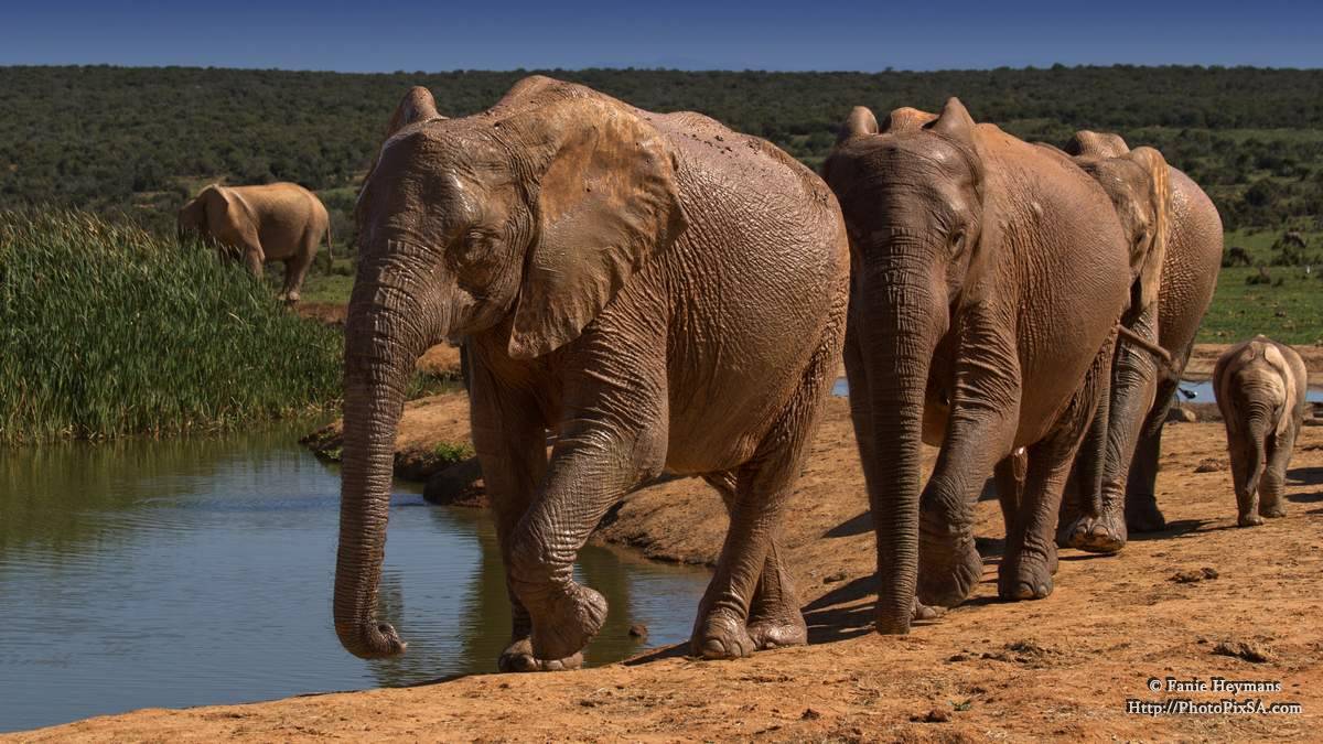 Addo Elephant Park - PhotoPixSA