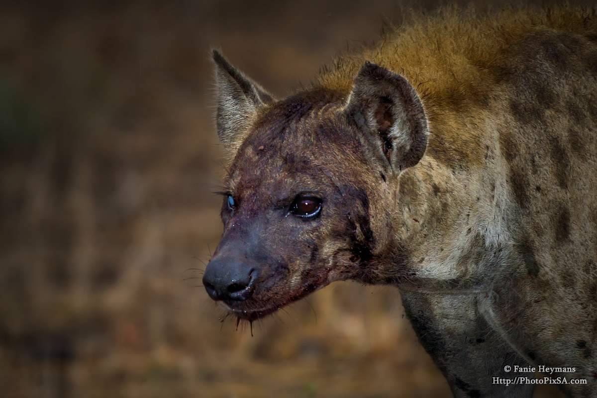 Kruger National Park - PhotoPixSA
