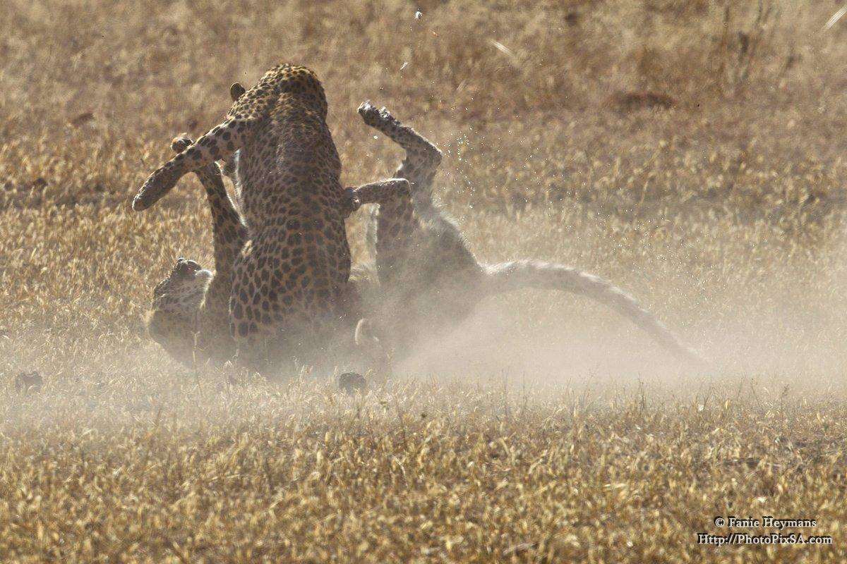 Leopard Fight - PhotoPixSA